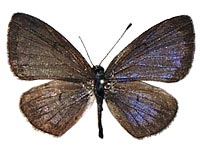 Callenya melaena melaena