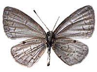 Callenya melaena melaena