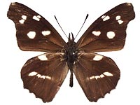 Libythea narina rohini