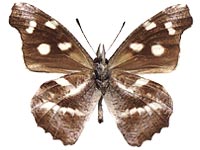 Libythea narina rohini